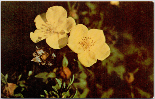 Tundra Rose Shrubby Cinquefoil Flower Beautiful Colorful Nature Vintage ...