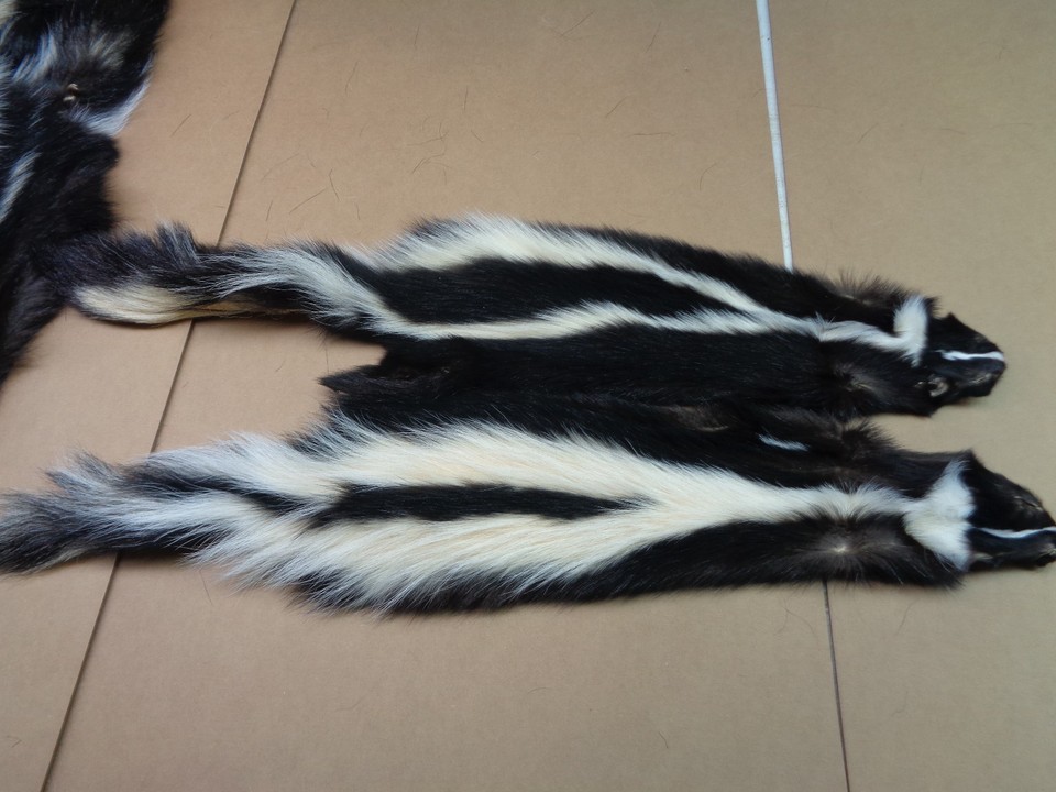 Professionally Tanned #1 XL prime striped skunk hide/skin/fur/gag gift ...