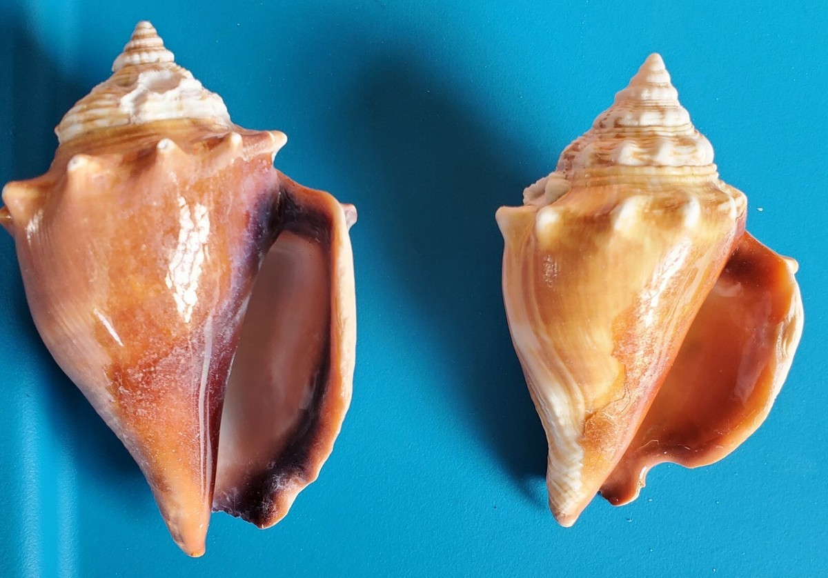 Florida Fighting Conch