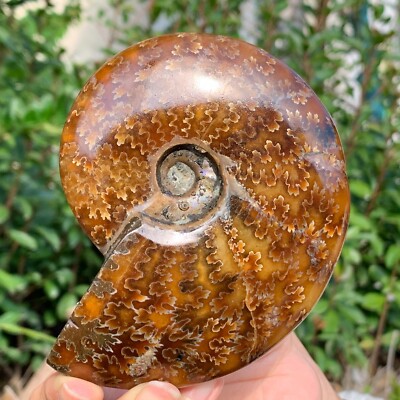 290G Rare! Natural Tentacle Ammonite FossilSpecimen Shell Healing ...
