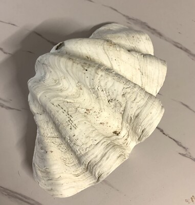 Clam Sea Shell Ruffled Tridacna Gigas Fossil Specimen 13”x8” | eBay