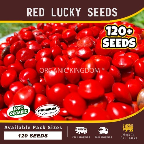 120 Lucky seeds Red Sandalwood Acacia Coral Bead wood saga Adenanthera ...