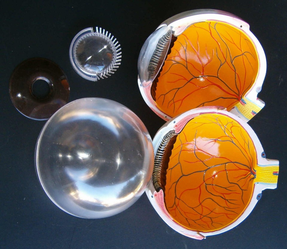 Human eye eyeball expansion anatomy anatomical model medical optometry ...