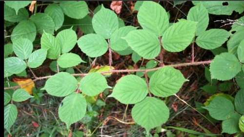 bramble fresh cuttings, stick insect & caterpillar food, Organic 50% ...