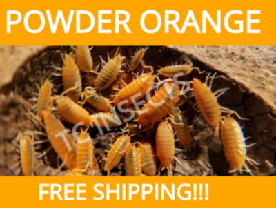 50ct Powder Orange Isopods Bioactive FREE SHIPPING (Porcellionides ...