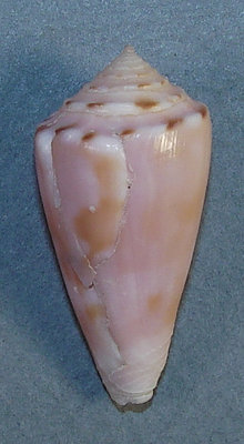 CONUS BRUUNI 34.18mm BEAUTIFUL RARE SPECIMEN 23˚ 42' S, 167˚ 60' E New ...