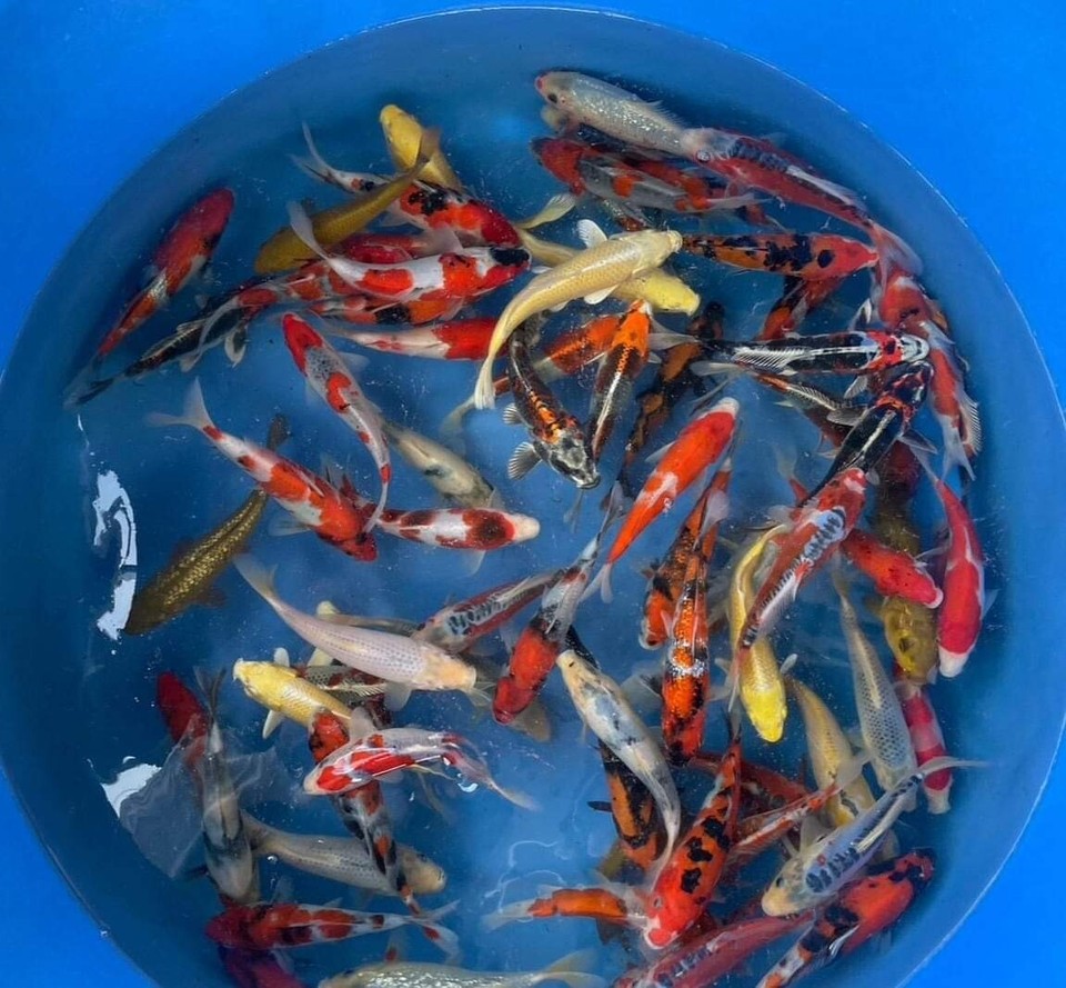LOT OF 3 QTY VHQ Assorted Tosai 8-9" JAPANESE Koi live fish With FREE ...