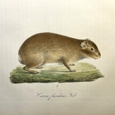 Guinea Pig Print 1800s Antique Zoological Color Bookplate Yellow ...