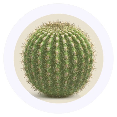 24 x 'Round Cactus' Stickers (SK00070630) | eBay