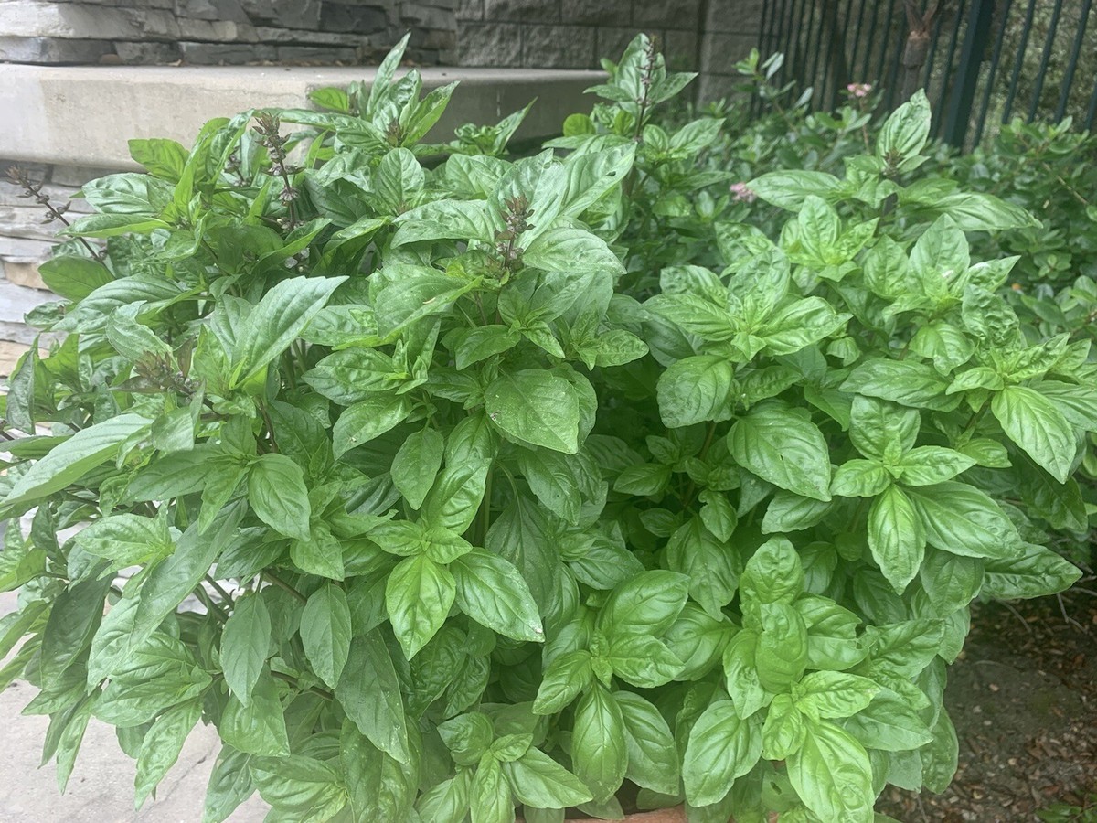 Basil Leaves In Tamil Buy THIRUNEETRU PACHILAI PLANT(BASIL) Online At