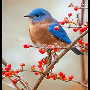 The Wholesome Bluebird | eBay Stores