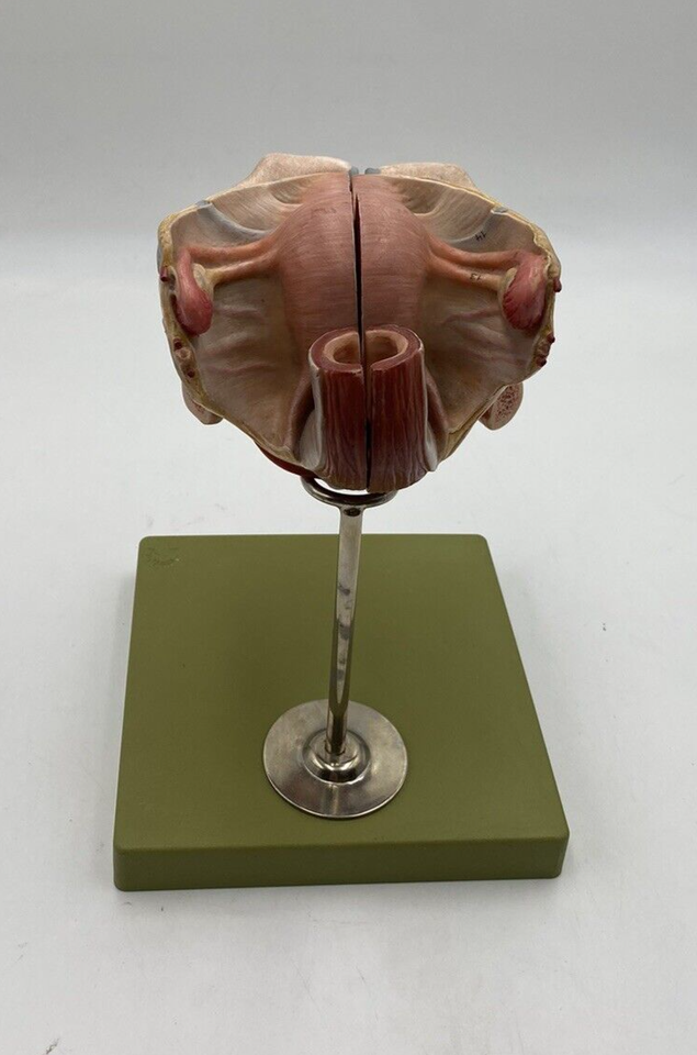 Somso Anatomical MS5 Female Genital Organs Model | eBay