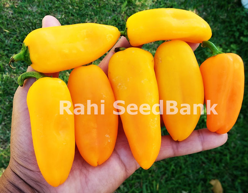 Capsicum Mini Sweet Yellow - Un poivre jaune vif à saveur douce ...