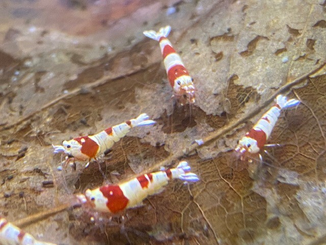 22 Crystal Red Shrimp CRS (Caridina cf. cantonensis) PRL Pure Red Line ...