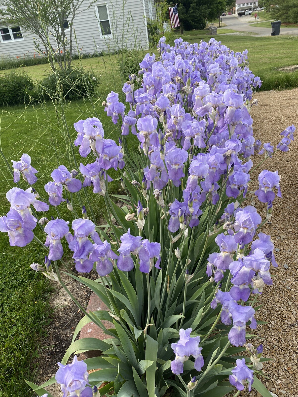 Iris Tall Bearded | eBay