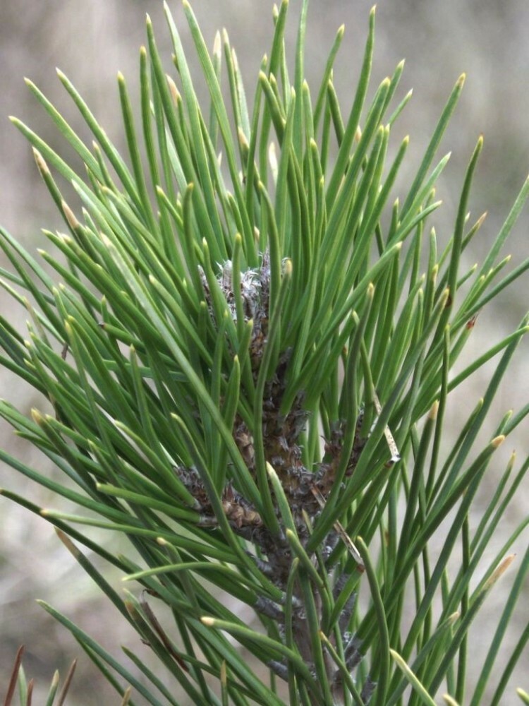 AFGHAN PINE Pinus Eldarica - 10 SEEDS. *LESS S&H | eBay