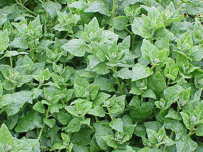 WARRIGAL GREENS 12+ seeds New Zealand Spinach NATIVE hardy vegetable ...
