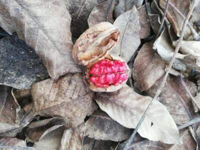 Red Walnut , rare variety 1 bareroot | eBay