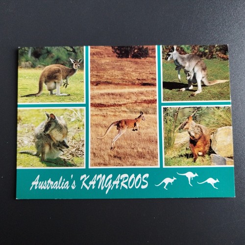 Australia . Australia's Kangaroos. - Postcard AU 13 | eBay
