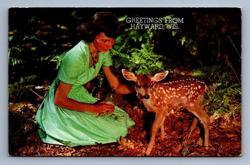 Postcard Vtg Wisconsin Hayward Baby Deer Fawn And Woman | eBay