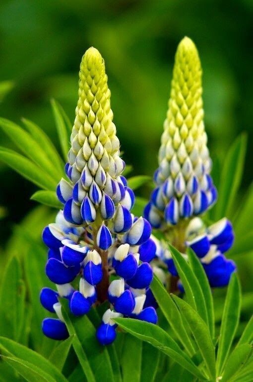 BS189KH Mini Lupinus Lupinen Lupine blue Samenstückzahl 30 | eBay.de