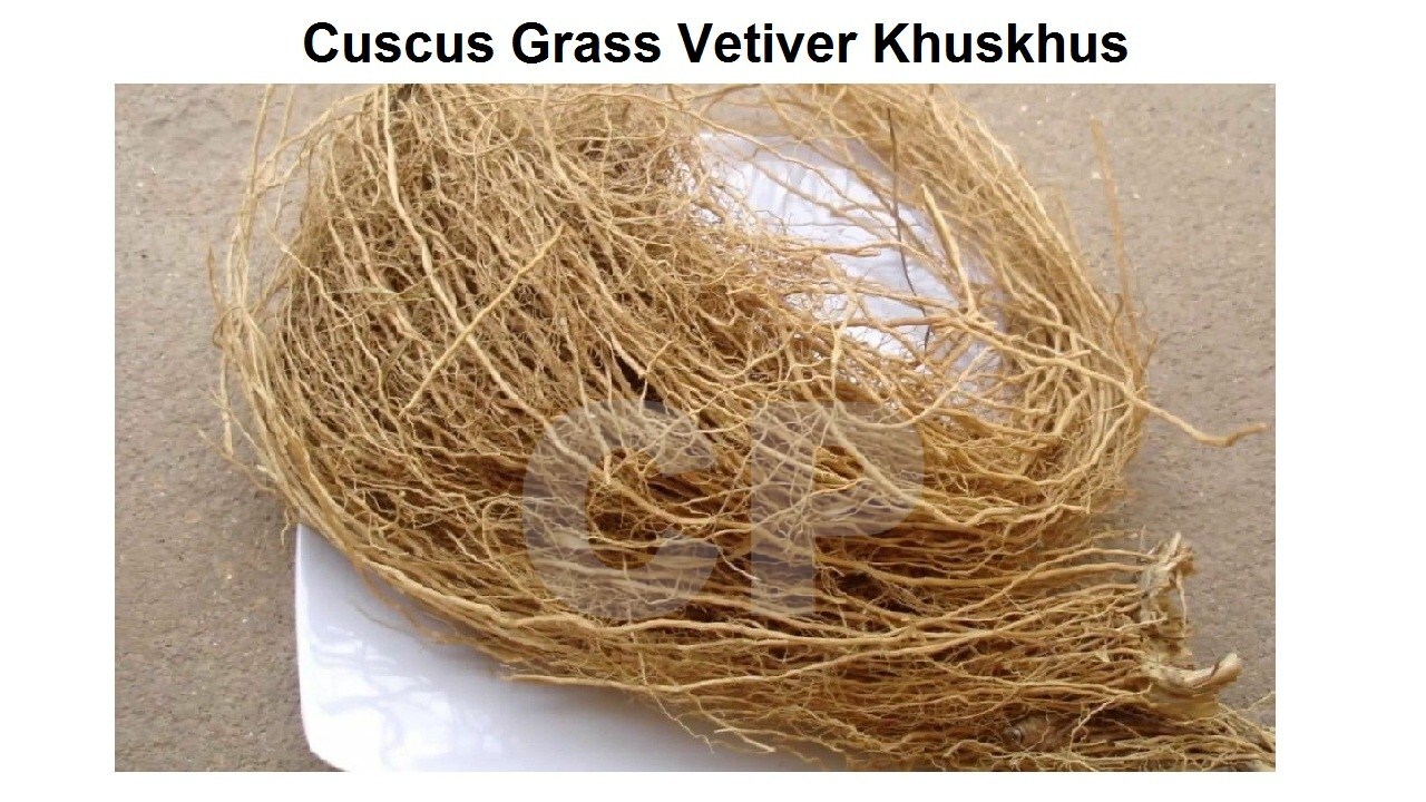 Cuscus Grass Vetiver Khuskhus Vetiveria Zizanioides Valo Whole 50gm (1. ...