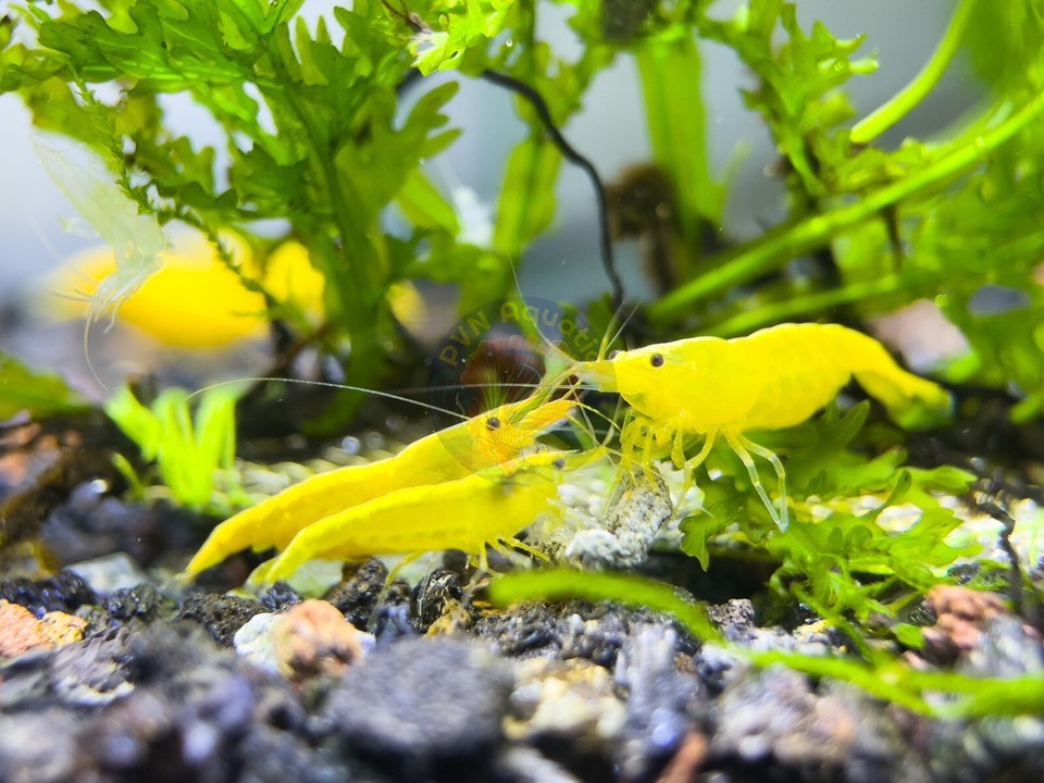 10+1 Neon Yellow Shrimp - Yellow Golden Back - Neocaridina Live Shrimp ...