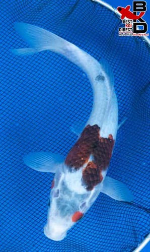 10" GOROMO Live Koi Fish Garden Pond 8/10 (B2) | eBay