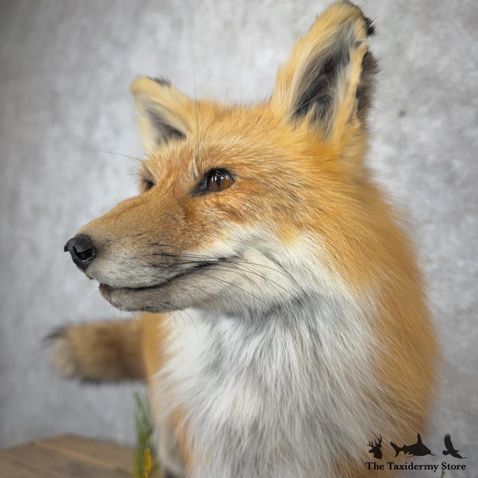 #29897 E | Red Fox Life-Size Taxidermy Mount For Sale | eBay