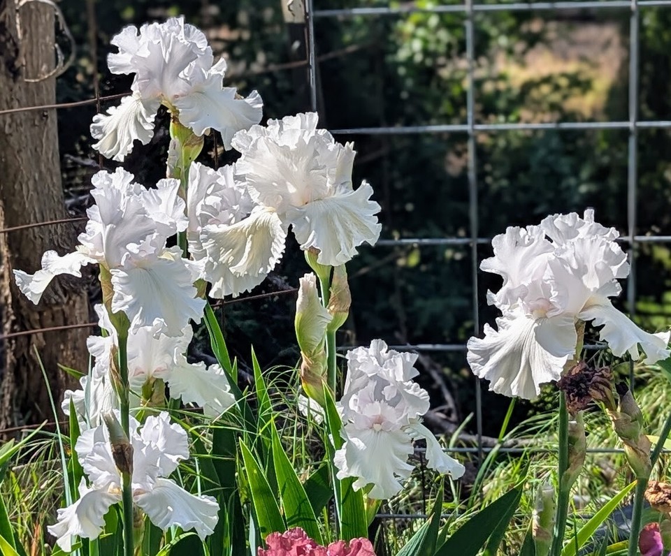 Stennet White ' TB Iris Rhizome PRE-SALE to Ship July, August and Sept ...