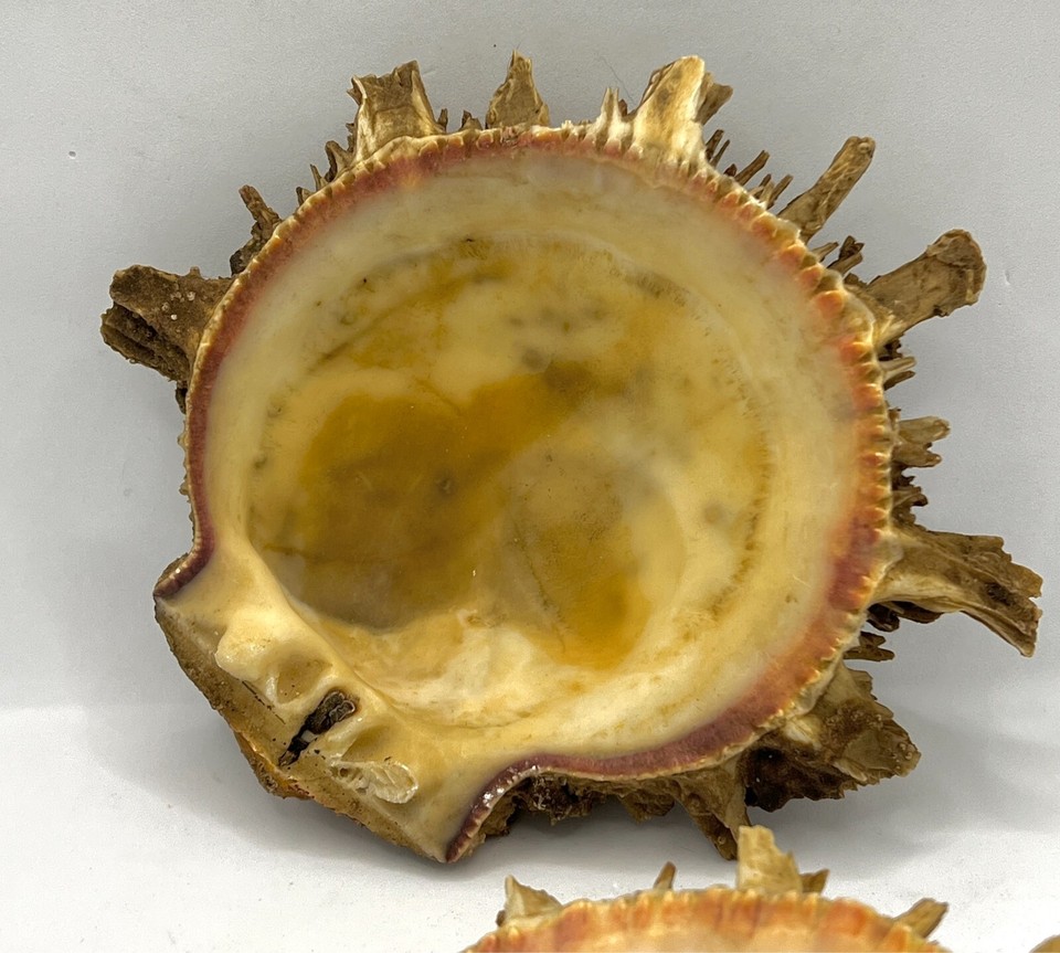 GIANT SPONDYLIDAE SPONDYLUS 177mm 7 in SPINY 2 PIECE CLAM SEA SHELLS ...