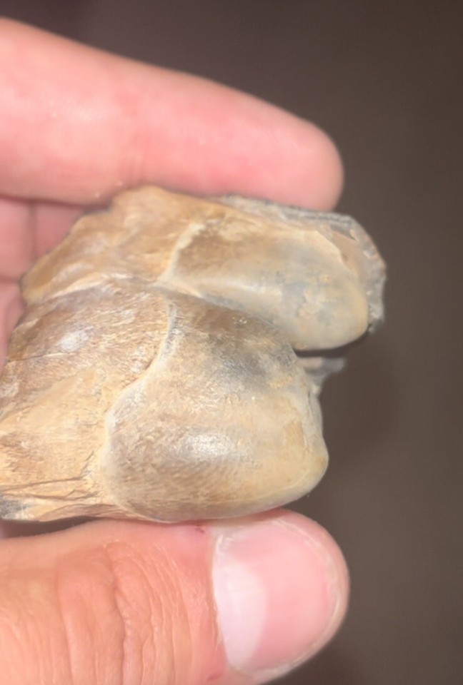 Gomphotherium Tooth Bone Valley Fossil Florida Smilodon RARE *Make ...