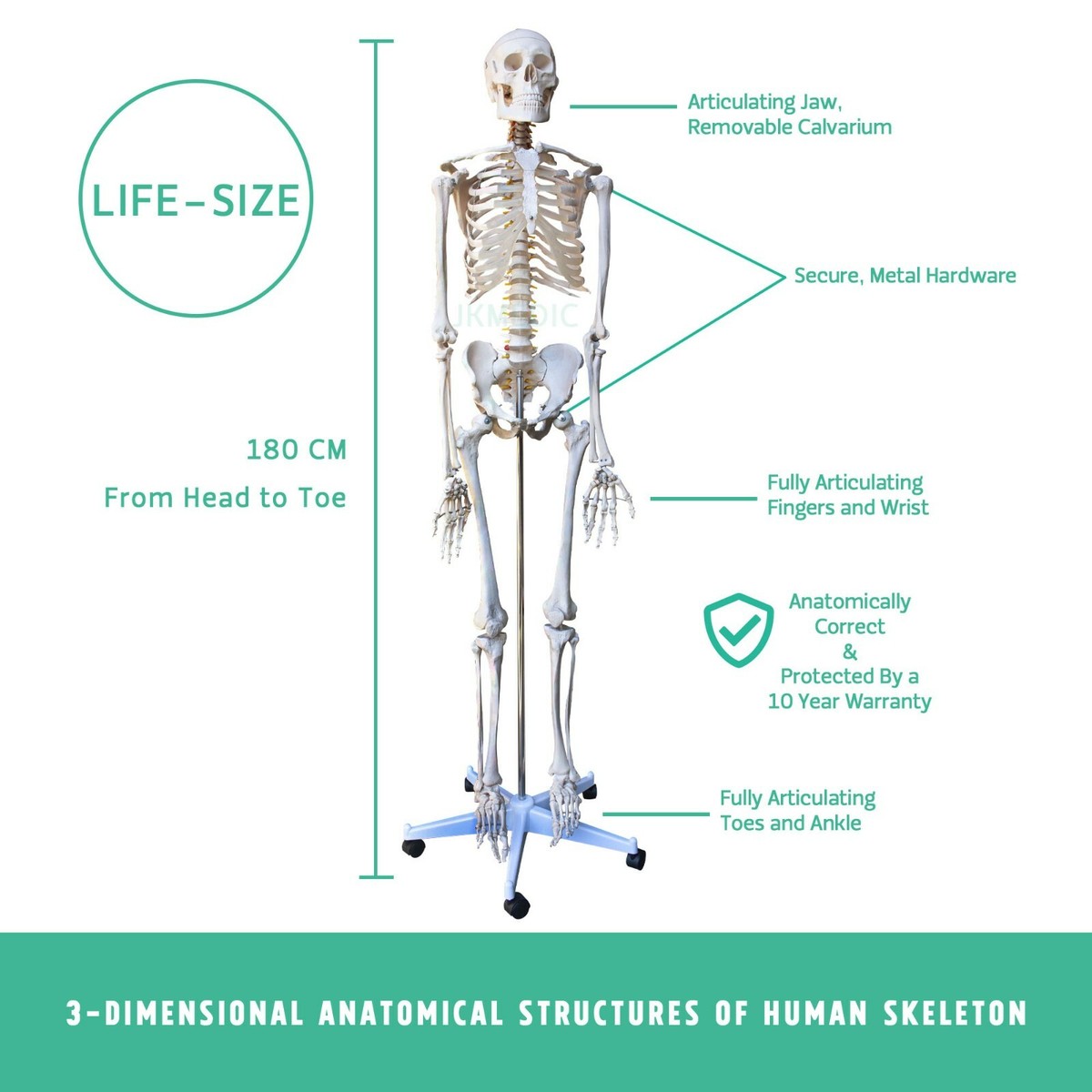 Human Skeleton Model Half Life Size - 35 Anatomical Replica With Muscle ...