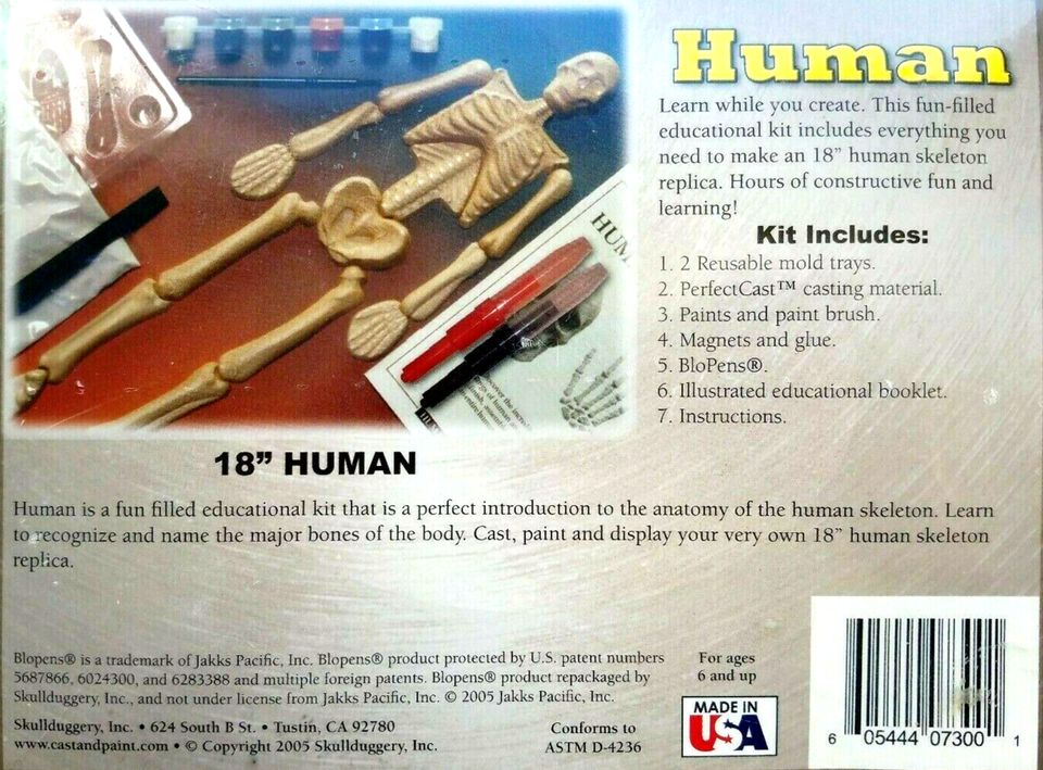 Human Skeleton Custom Cast & Paint Kit - 18 " - Bones Project Science ...