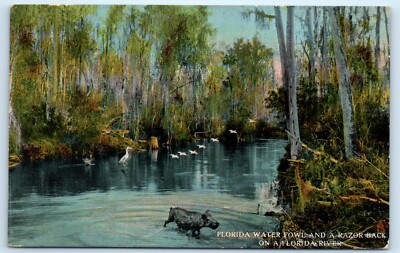 POSTCARD Florida Water Fowl and a Razorback Hog on a FL River | eBay