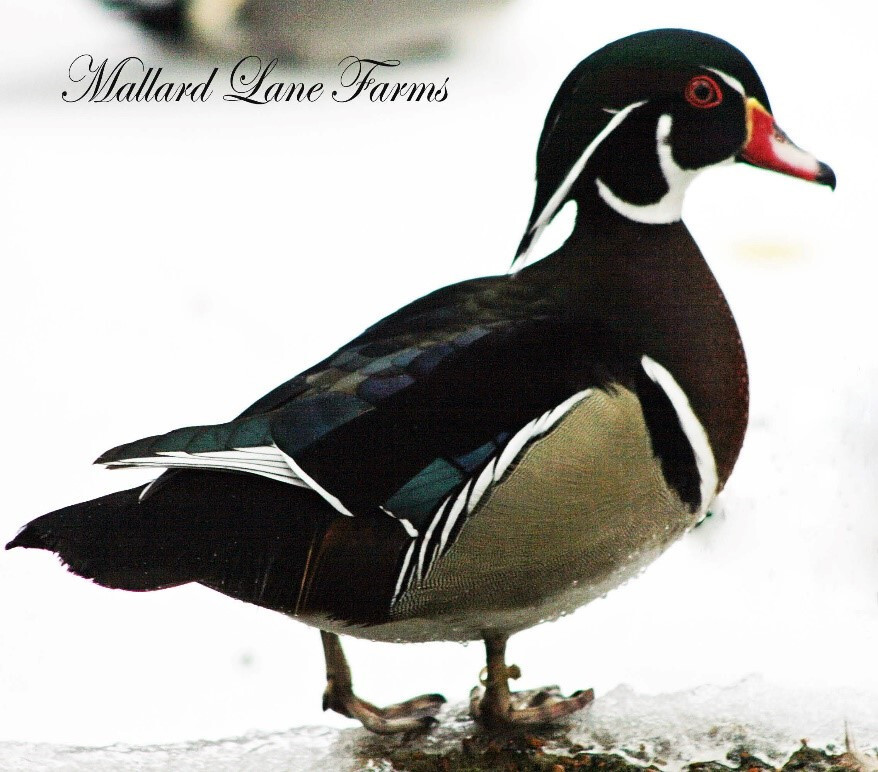 Wood Duck Ultimate Package from Mallard Lane Farms (Not hatching eggs ...