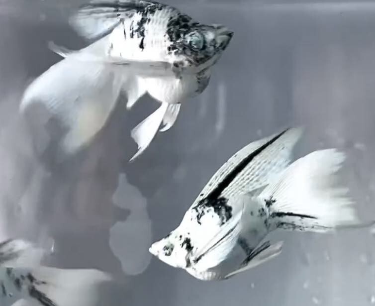 Molly Zebra Balloon Veitail Blue Eyes Longvail BREEDING LIVE FISH USA ...