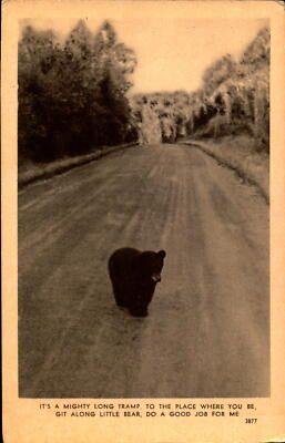 Postcard It's a Mighty Long Tramp Git Along Little Bear Unused | eBay