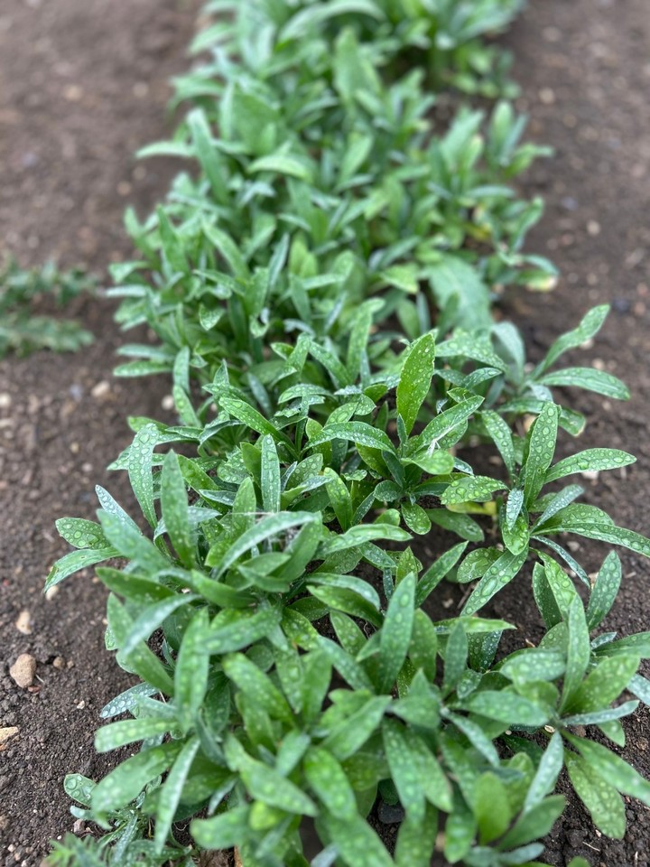 Wallflower Plants Fair Lady Mixed Colours Tall 20 Pack Erysimum Bare ...