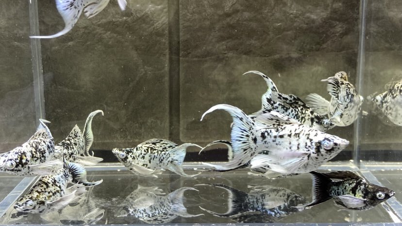Molly Platinum Zebra Balloon Lyretail Blue &blk eyes JUVENILE live fish ...