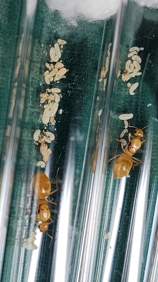 Queen Ant - Myrmecocystus Navajo Honey Pots! 🍯 And Brood. Live Feeder ...