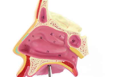 Human Nasal Anatomy Model ENT Endoscope Nose Anatomical Model Teaching ...