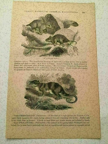 K142) Cayopollin Opossum Yapok Sugar Squirrel Animal Kingdom 1894 ...