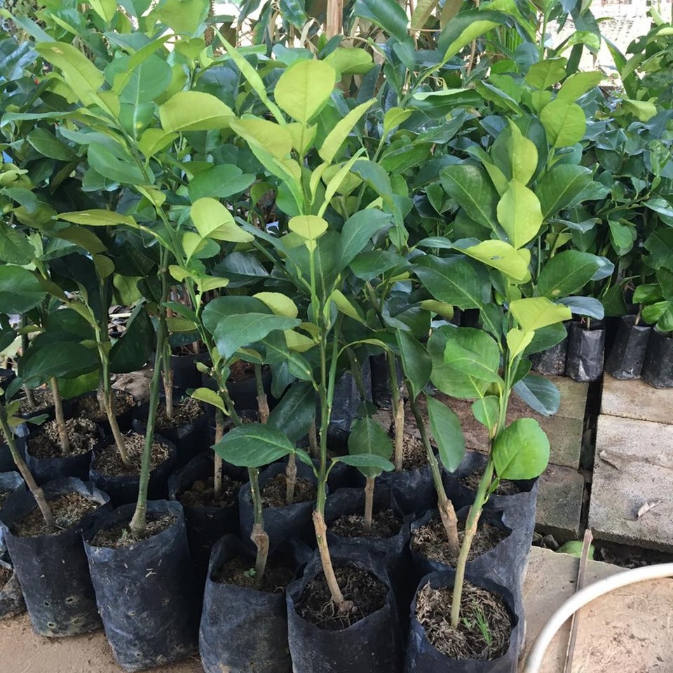 Red Pomelo (Round Fruit) Grafted Plant Fruit Tree Tropical Unique ...