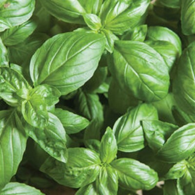 Everleaf Genovese Basil Herb Seeds - 30 Seeds | eBay
