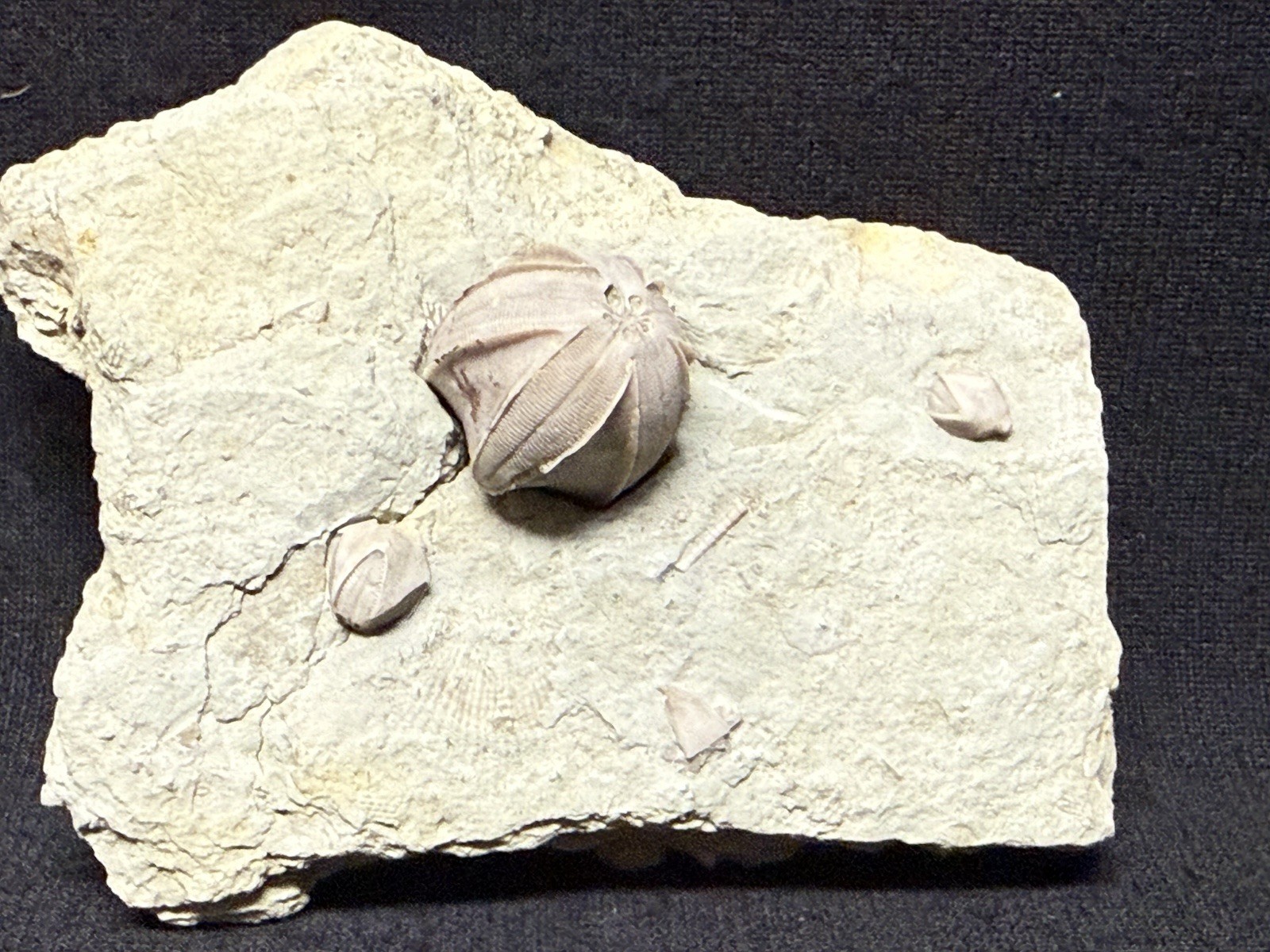 Blastoid-Plump Pentremites w/ 2 Smaller Blastoids-Illinois-Fossils ...