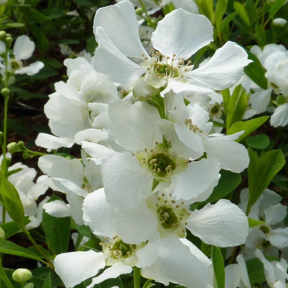 Spring Flowering Shrub, Pearl Bush, Exochorda Niagara, White Blooms ...