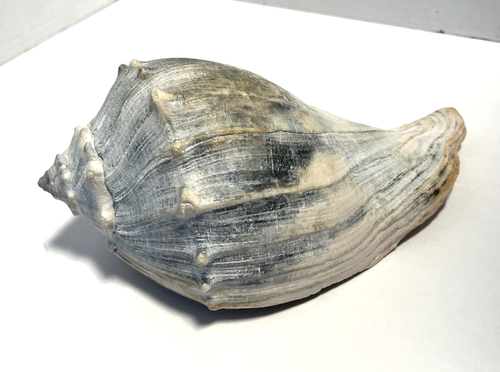 Large Natural Conch Sea Shell 9” Long Ocean Beach Sand Nautical Decor ...