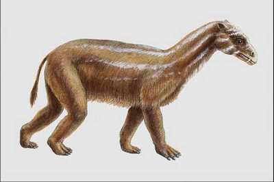 684077 Coryphodon Mammal Eocene A4 Photo Print | eBay