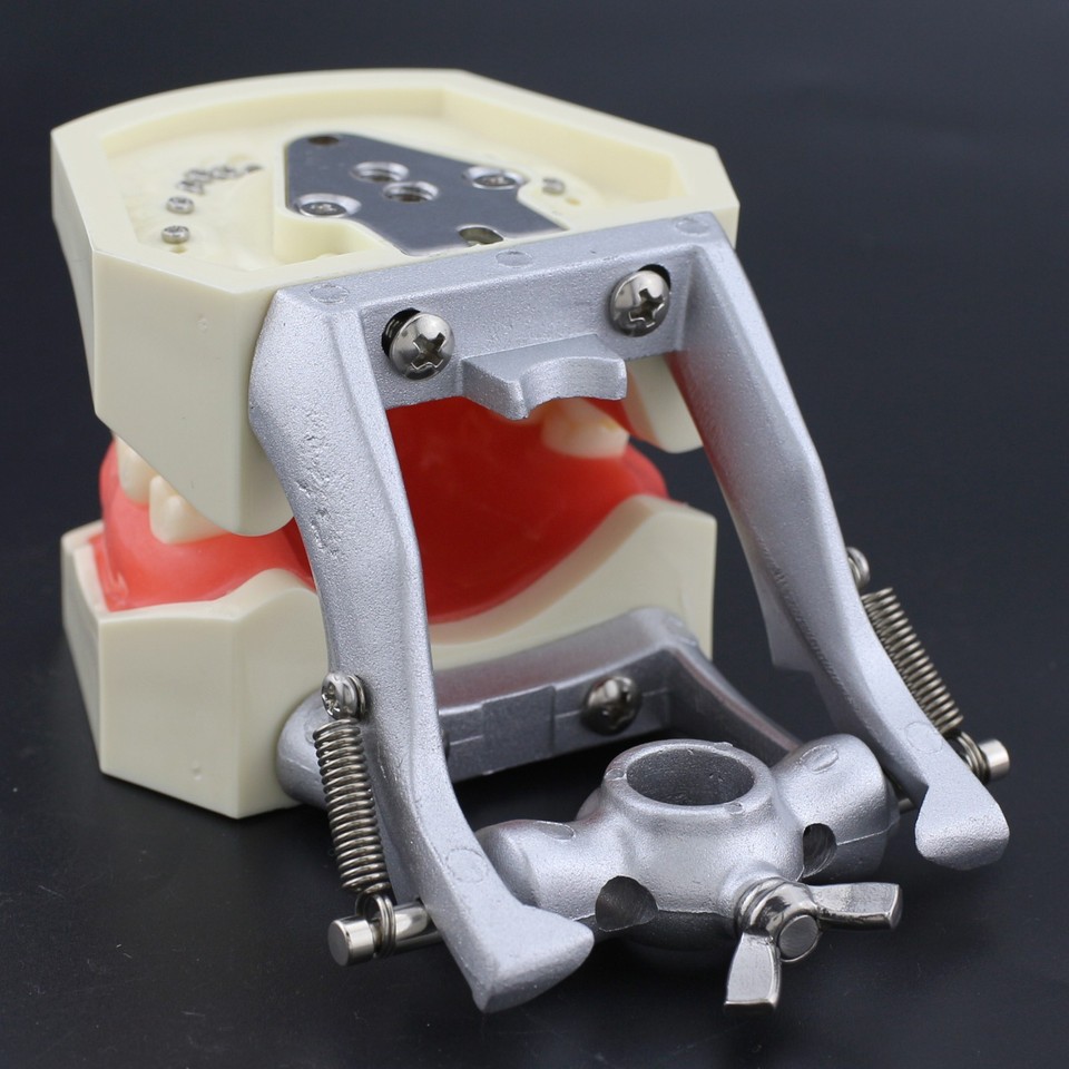 Dental Typodont Teeth Model Mounting Pole Fits Columbia Dentoform ...